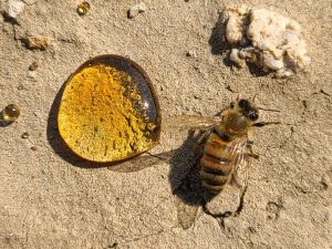September is National Honey Month – TheValleyHive