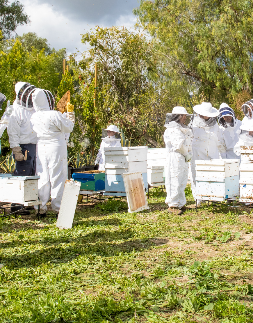 The Valley Hive Beekeeping Experience August 30, 2026 – TheValleyHive